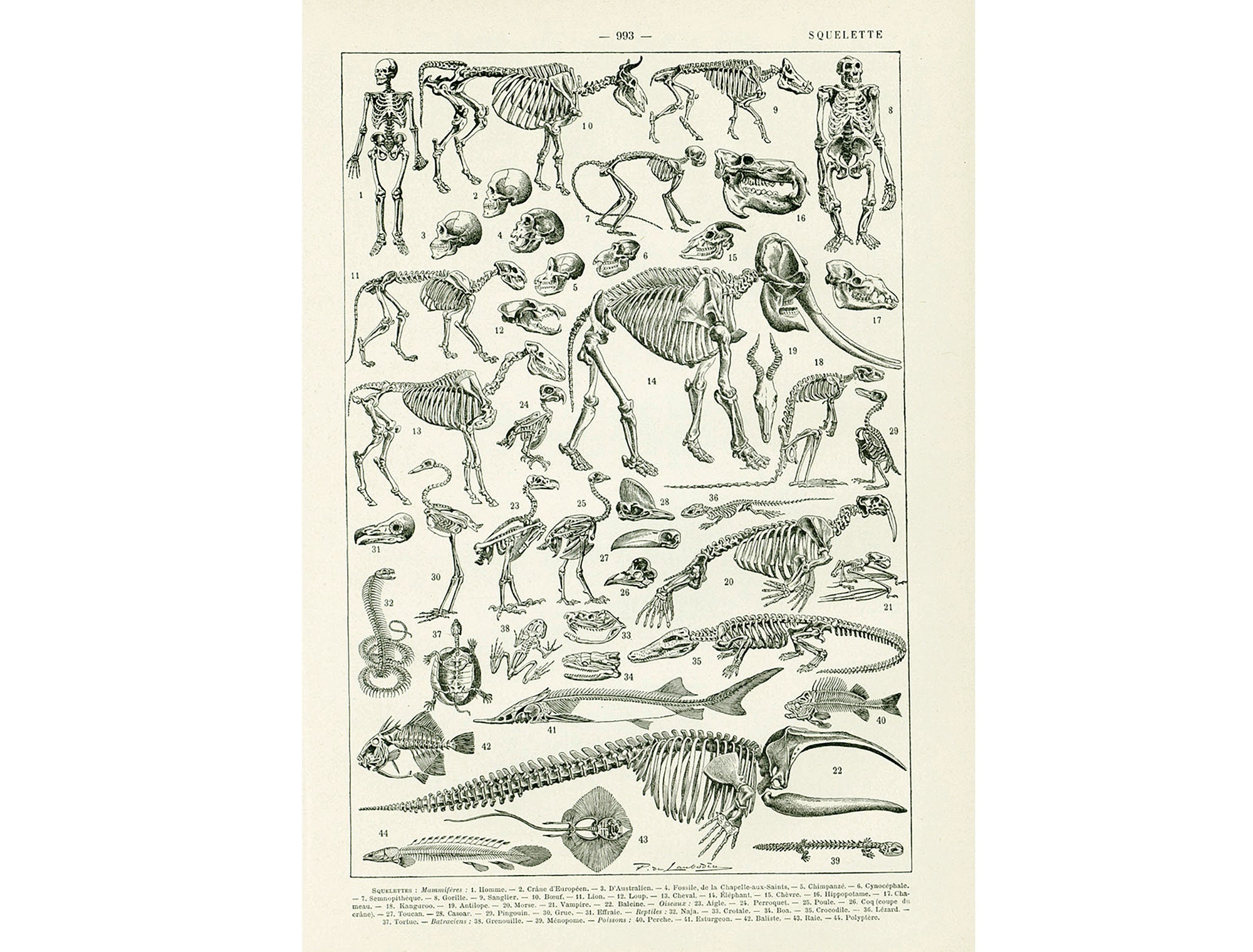 1930 Skeleton mammals Elephant Whale Snake Fish Buffalo, 1930s print ...
