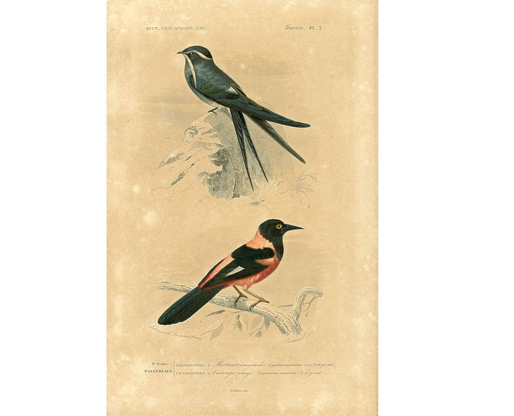 1861 Antique Bird Print Alpine Swift Swallow Bird Wall Art - Etsy