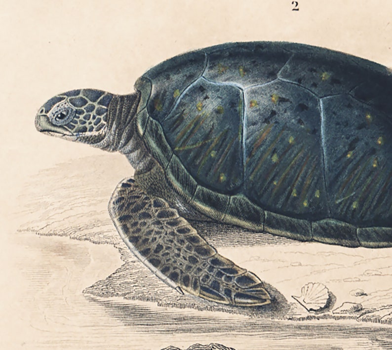 1861 Reptiles Tortoises Terrapin Blue Sea Turtle by Ch. - Etsy