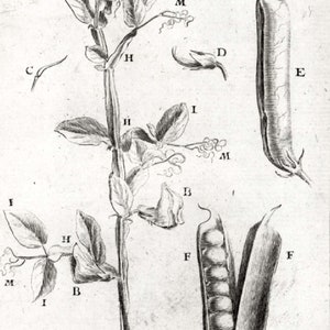 1797 Antique Snow Peas Beans Lathyrus Seed Pod Plant Print Herbs ...