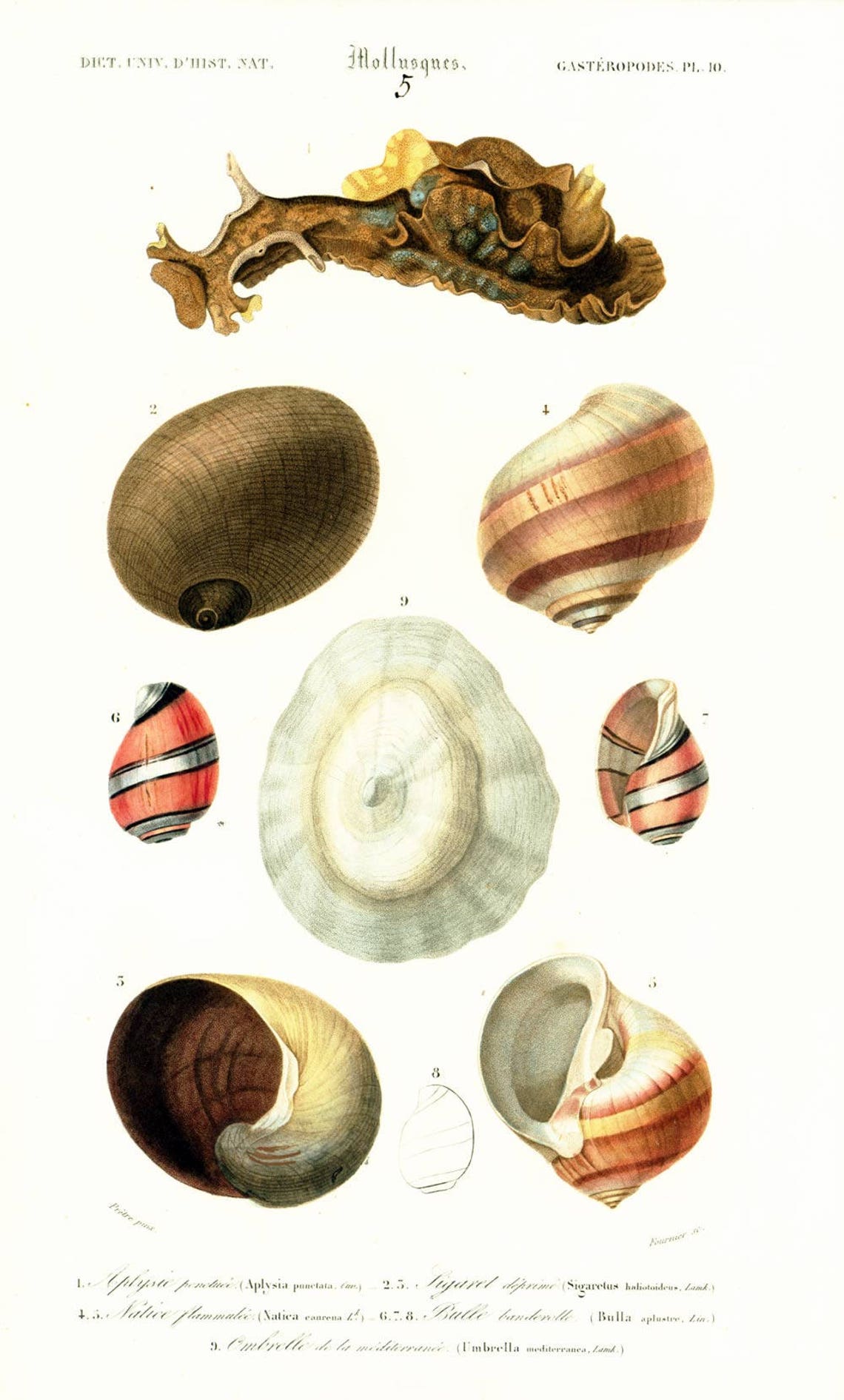 1861 Shells Bulla by Ch. Orbigny Original Antique Print | Etsy