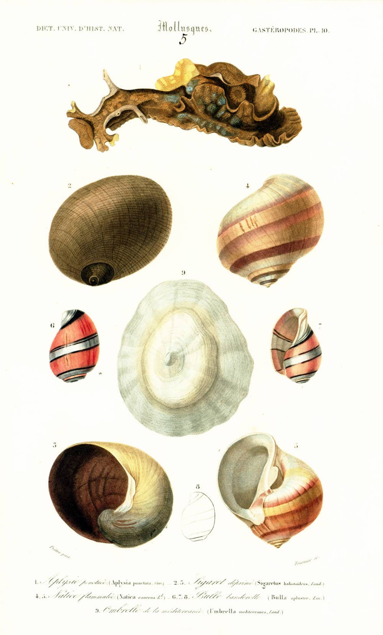 1861 Shells Bulla by Ch. Orbigny Original Antique Print | Etsy