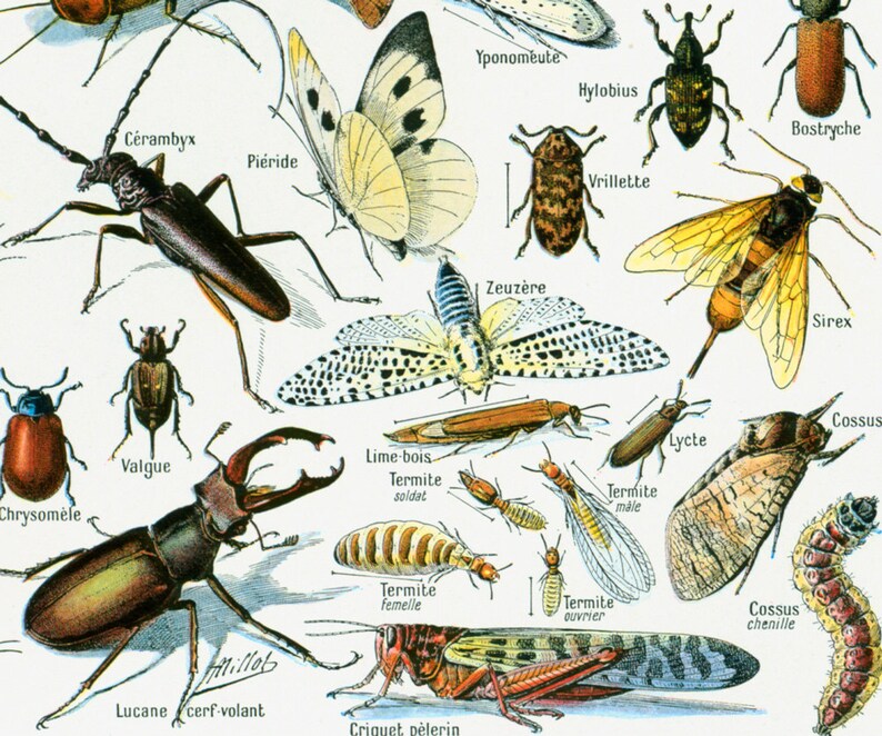 1930 Insectes planche illustrée couleur ancienne originale - Etsy France