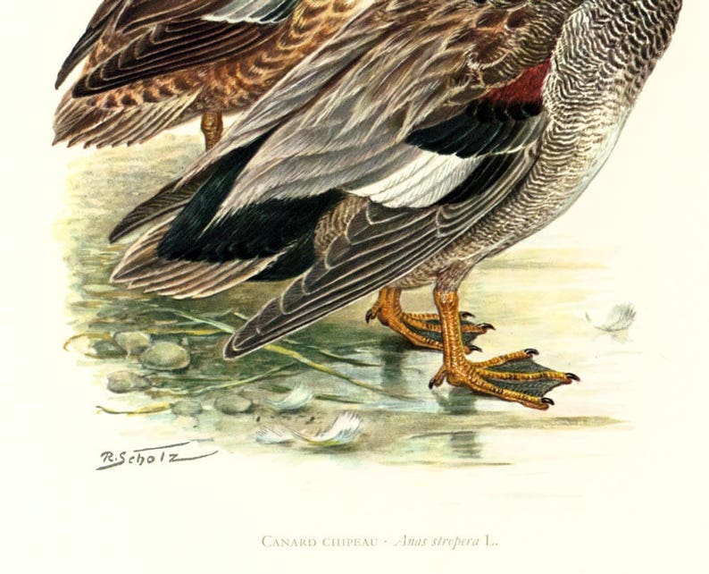 1969 Vintage Gadwall Dabbling Duck Print Duck Illustration - Etsy