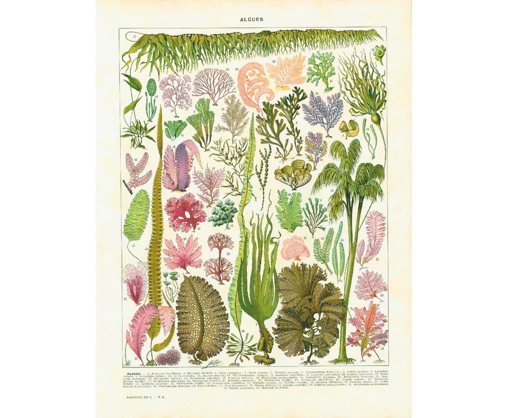 1933 Antique Seawid Chart Print, Seaweed Wall Art, Brown Algae, Sea ...