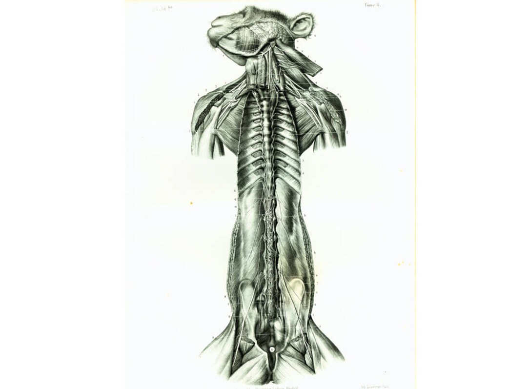 1854 Monkey Nervous System, Antique Veterinary Print XL, Animal Anatomy ...