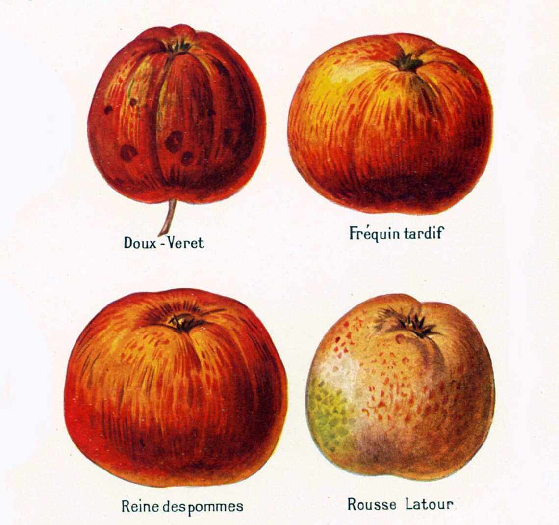 1922 Antique Apples Print Apple Orchard Gardening Fruits Illustration ...
