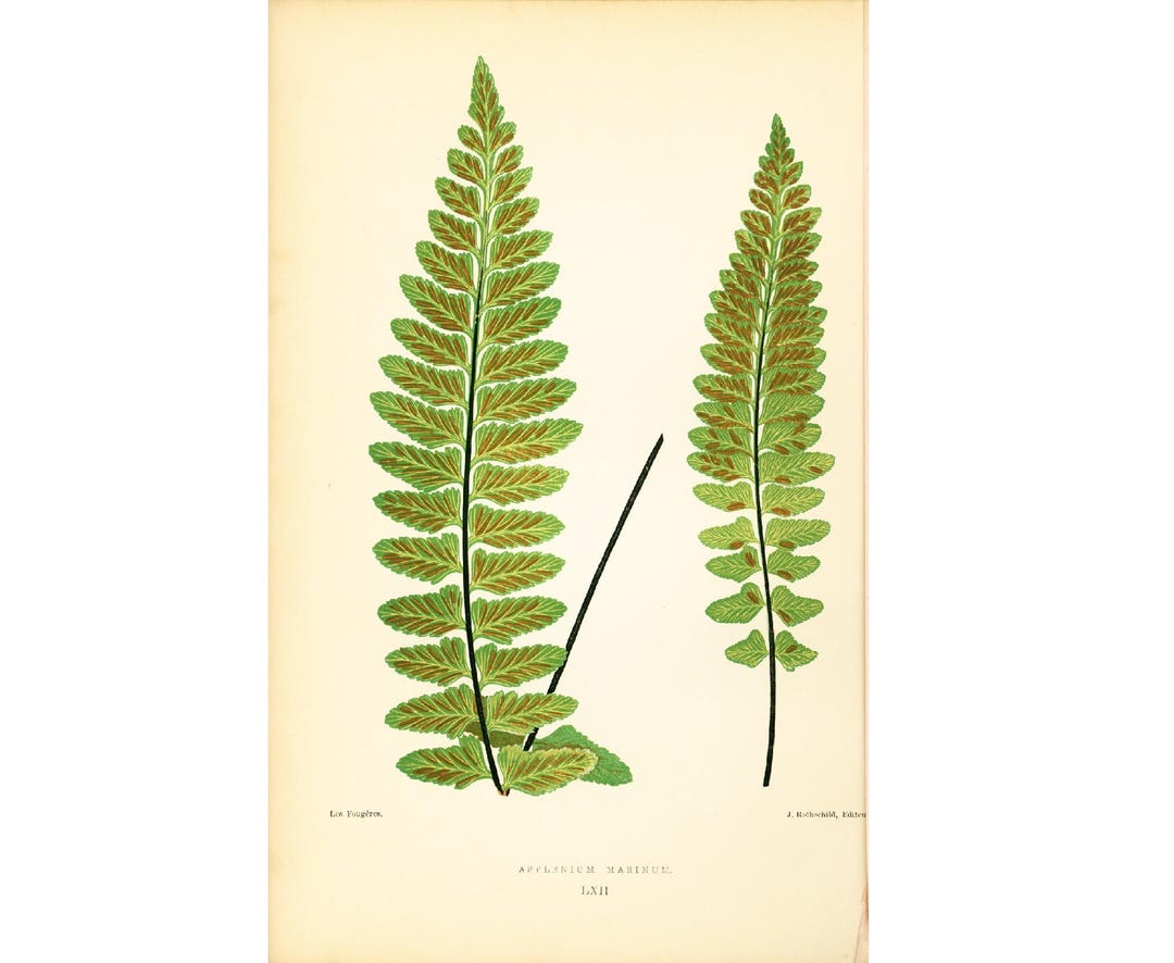 1867 Antique Sea Spleenwort, Asplenium Fern Leaf Fronds Print Vintage ...