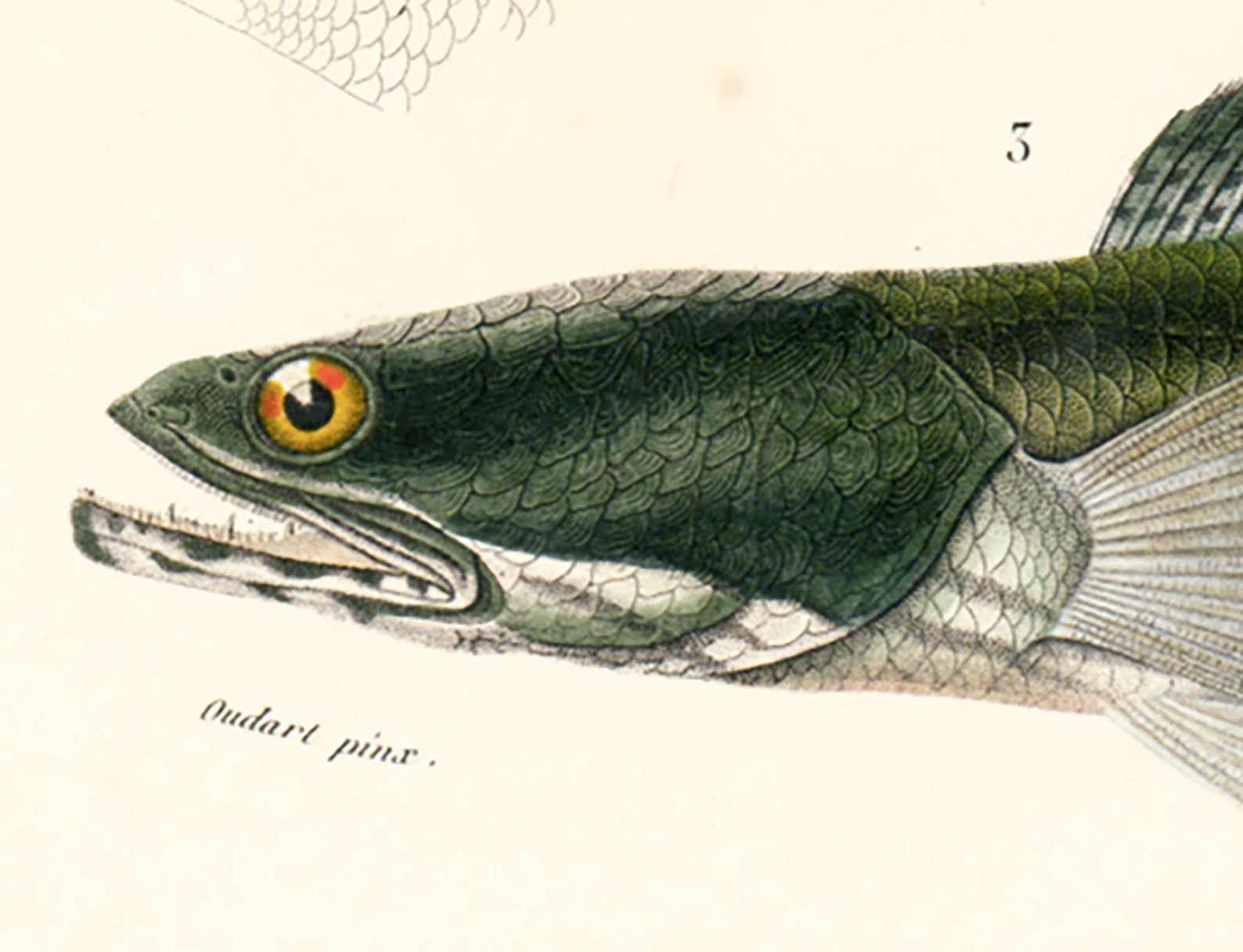 1861 Anabas, Carnivorous Fishes. Handcolored Antique Print. Orbigny ...
