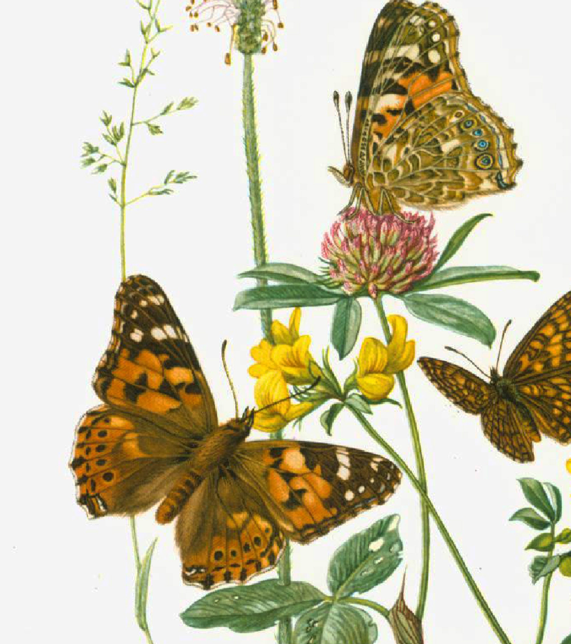 1960 Vintage Painted Lady Print Cosmopolitan Butterfly Illustration ...