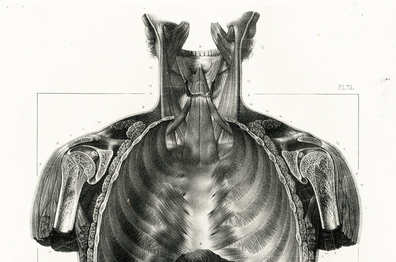 1831 Dessin Thorax Tronc Humain Diaphragme Sternum Clavicules | Etsy France