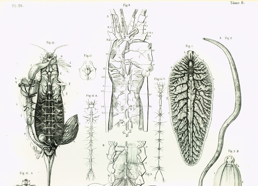 1854 Crustacéan Insect Nervous System, Antique Veterinary Print XL ...