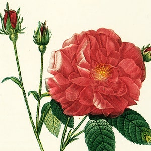 1814 Dog Rose Rosa Canina Antique Print Leaf Fruit Plant Natural ...