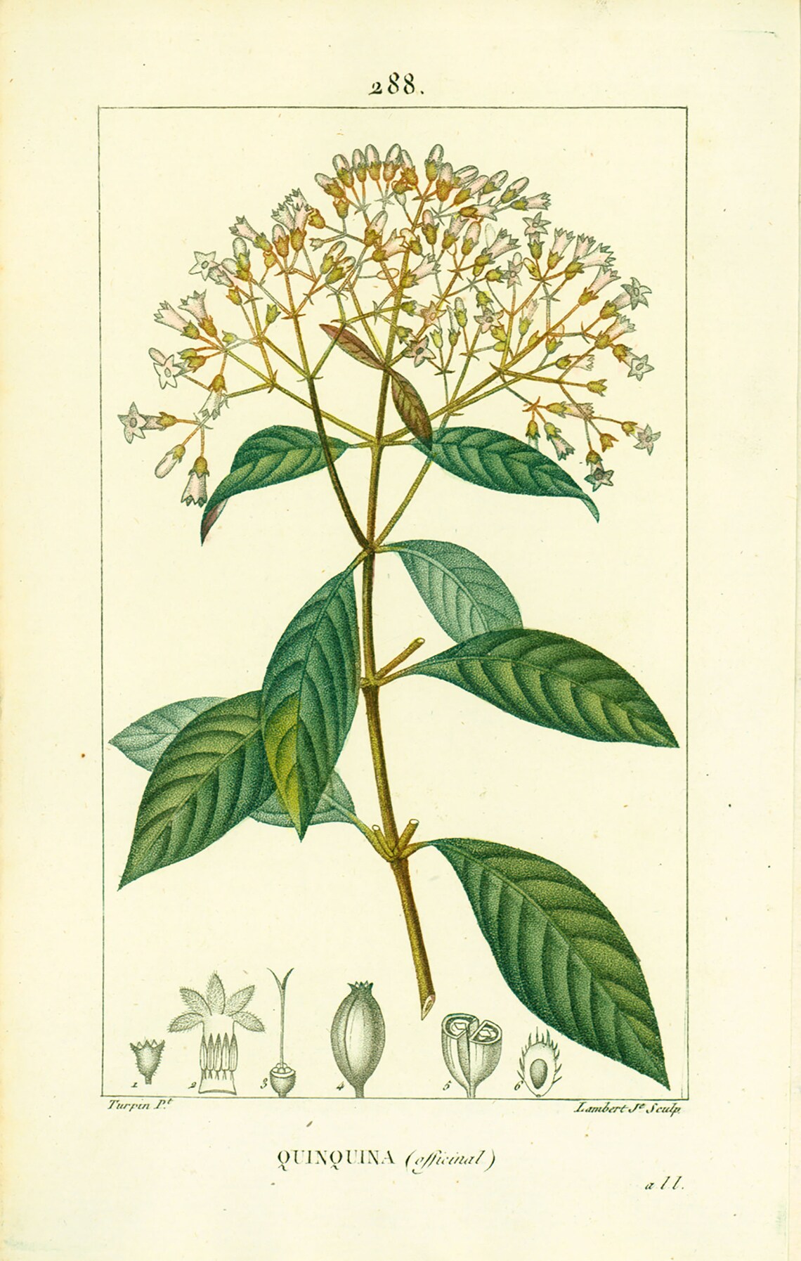 1831 Antique Cinchona officinalis Print Quinine medicinal | Etsy
