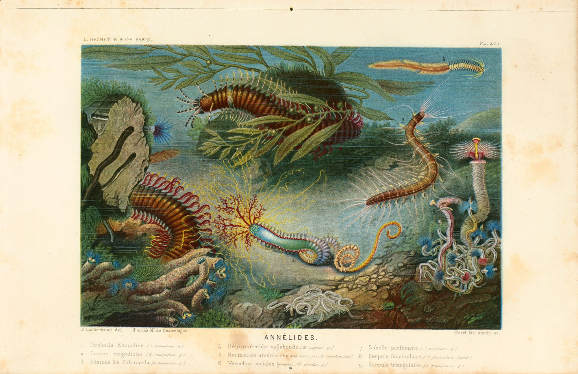 1881 Antique Worms Print French Encyclopedia Illustration | Etsy