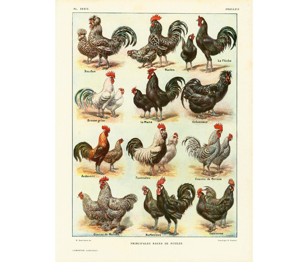 1922 Vintage Hens Roosters Chicken Breeds Lithograph. Farm Animals ...