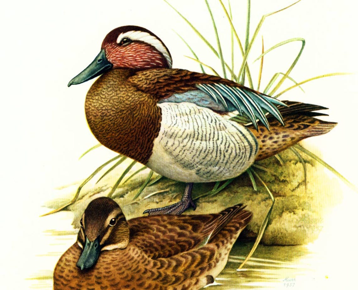 1969 Garganey Print, Wild Duck Print, Iridescent Feathers, Teal Print ...