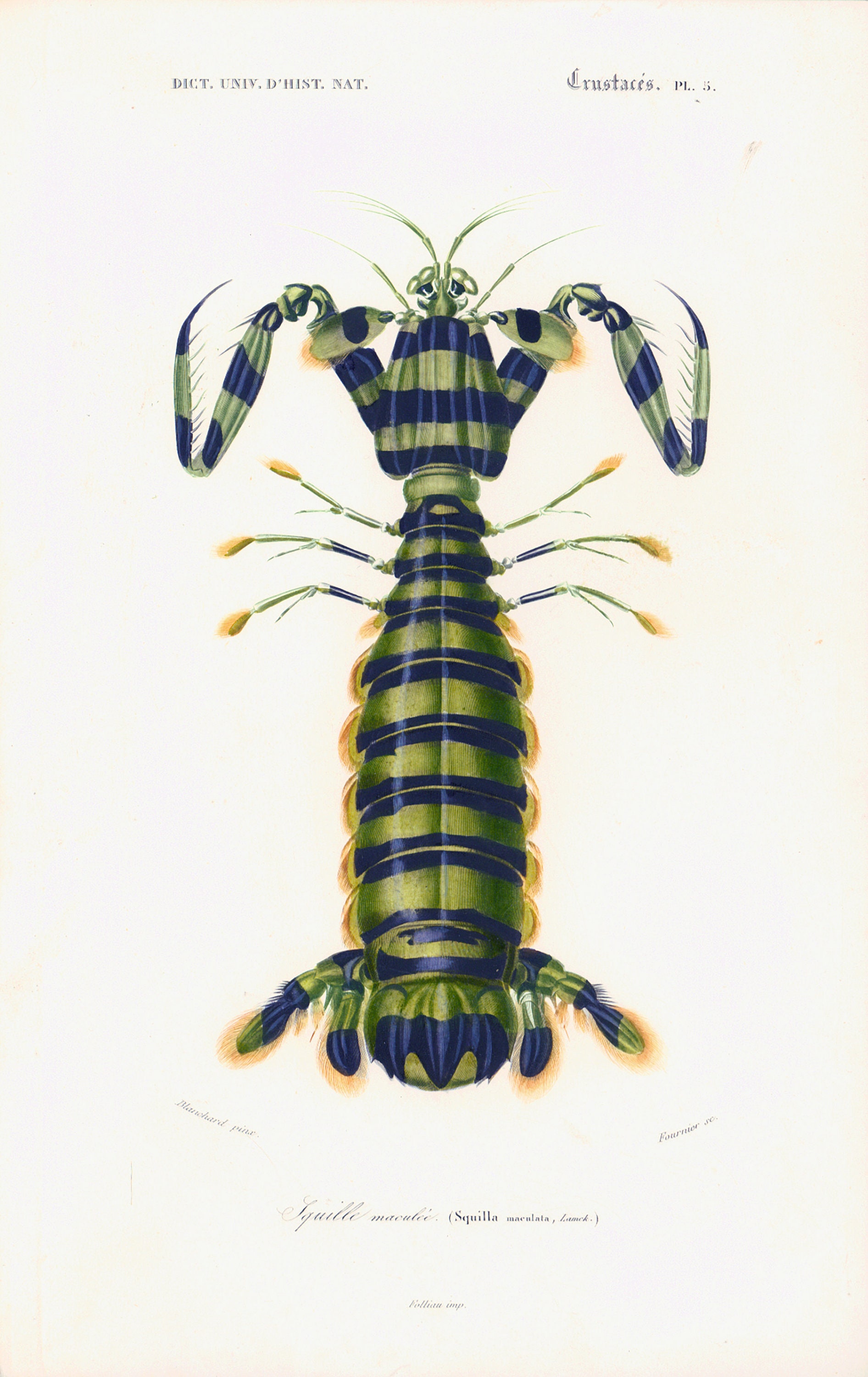 Mantis Shrimp Anatomy