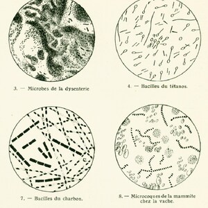 1922 Microbes Bacillus Germs Antique Large Size Illustration Original ...