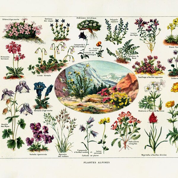Alpine Plants - Etsy