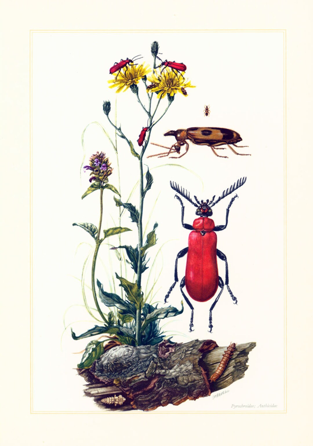 1960 Vintage Cardinal Red Beetle Print. Coleoptera Illustration. Insect ...