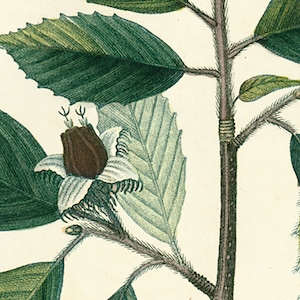 1814 Antique European Beech Leaf Tree Print Plant Natural History ...