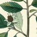 1814 Antique European Beech Leaf Tree Print Plant Natural History ...