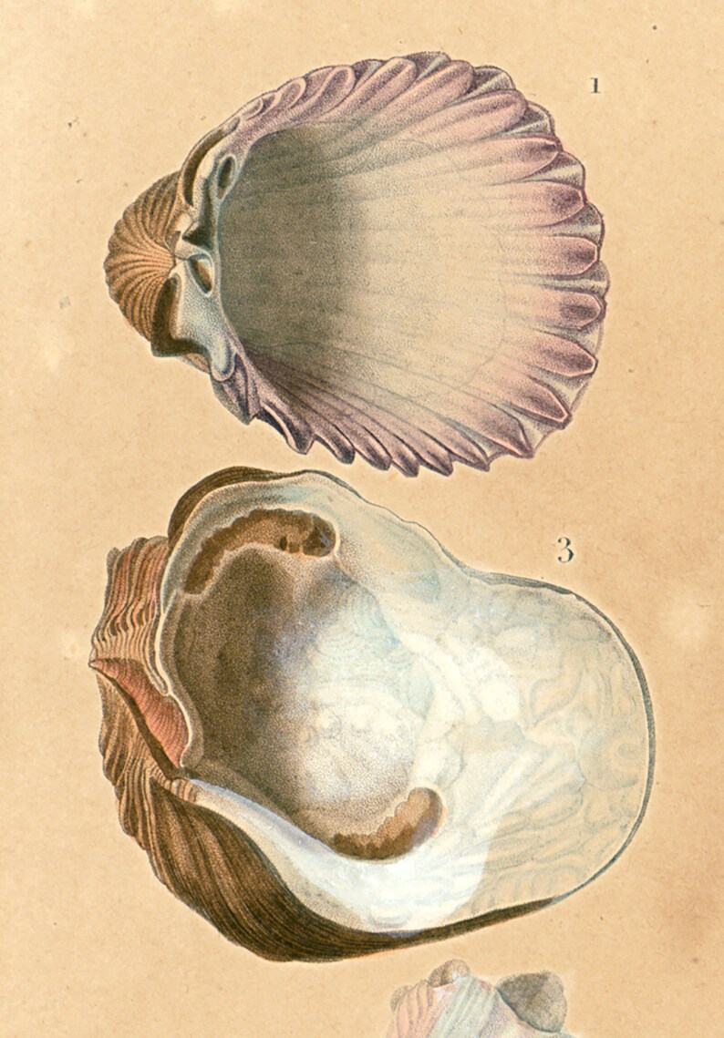 1861 Antique Shell Print Original Marine Bivalve Lithograph | Etsy