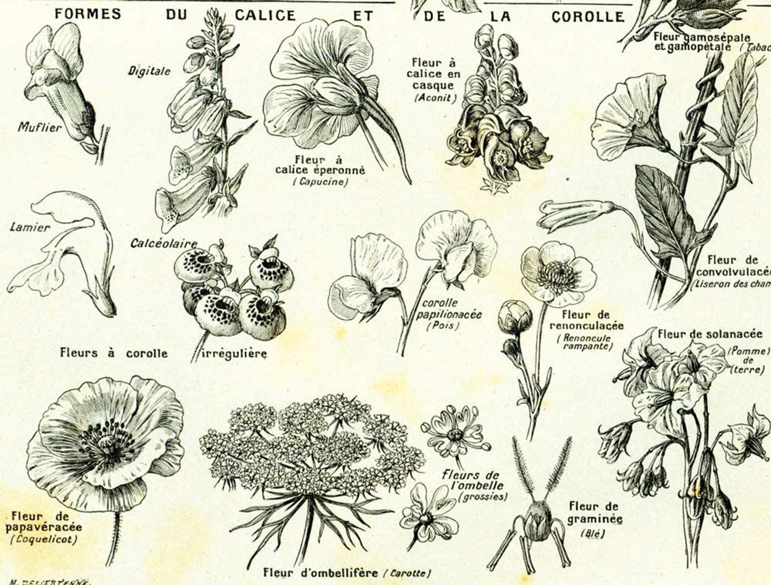1922 Anatomie d'une fleur Botanique Physiologie Structure - Etsy France