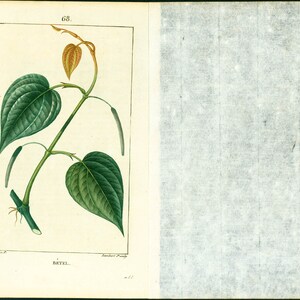 1814 Betel Leaf Piper Betle Antique Print Plant Natural History ...