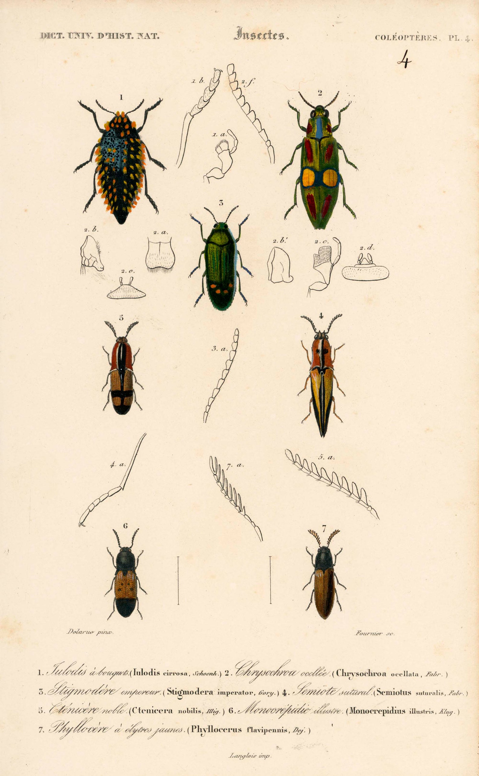 1861 Antique Insect Print Beetle Lithograph Hand Colored | Etsy