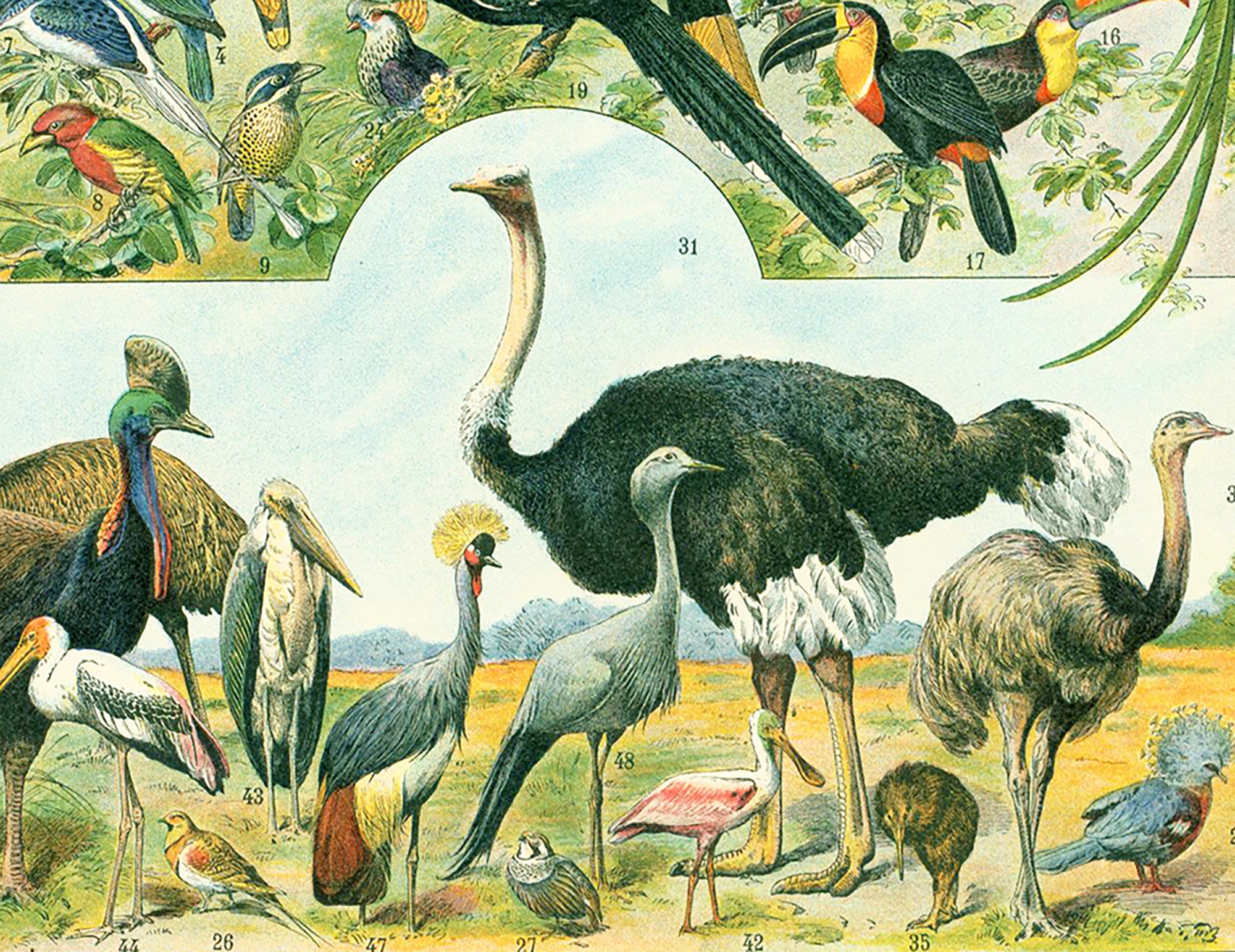 1897 Large size Bird antique print French Larousse Dictionary | Etsy