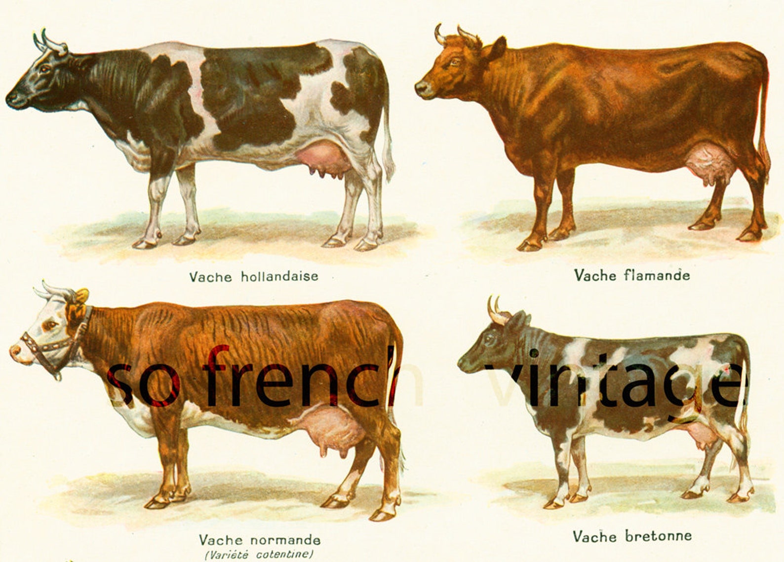 1922 Races Bovines. Races Vaches Laitieres . Planche illustrée Larousse ...