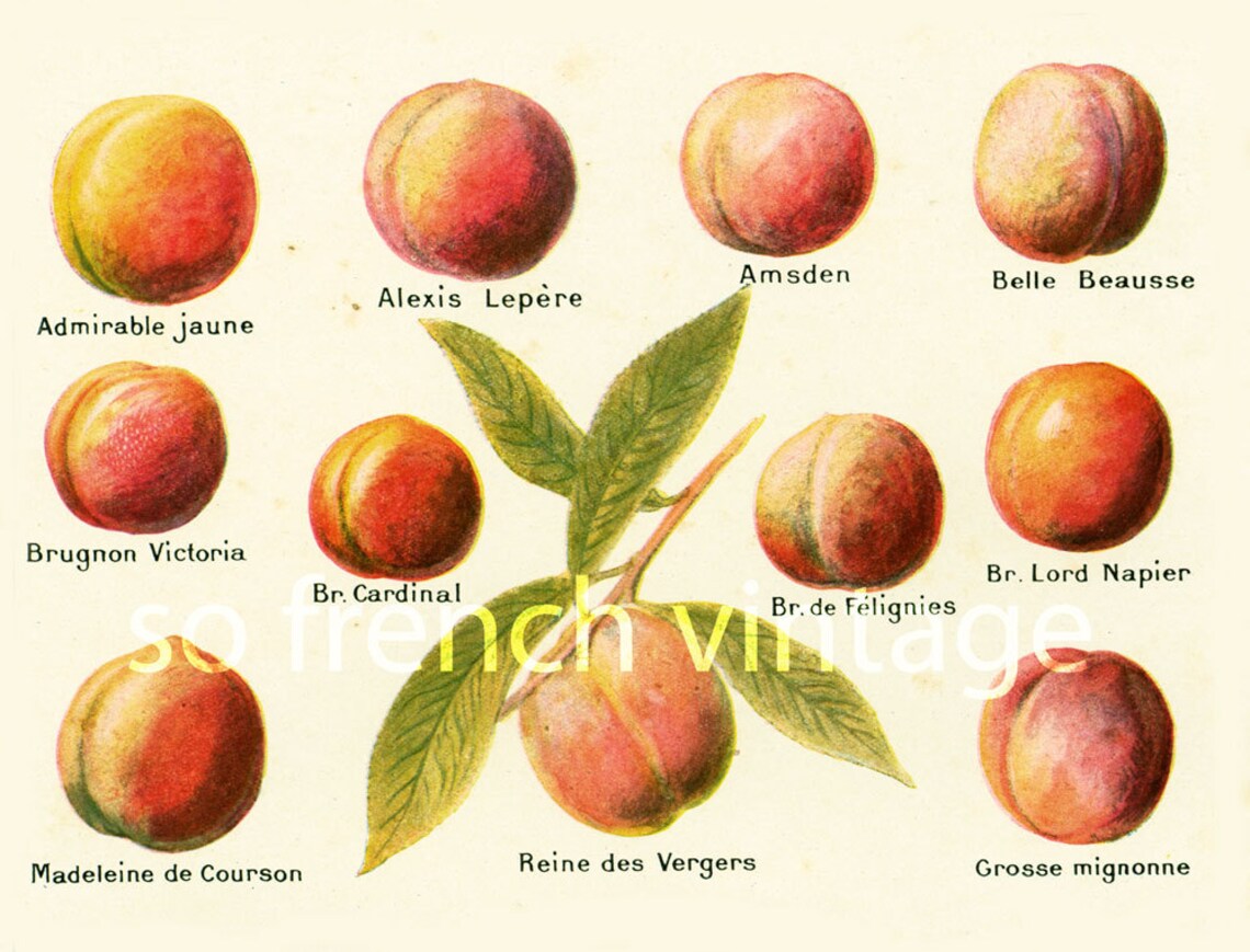 1922 Antique Print of Peaches, Fruit Wall Art, Peach Species ...