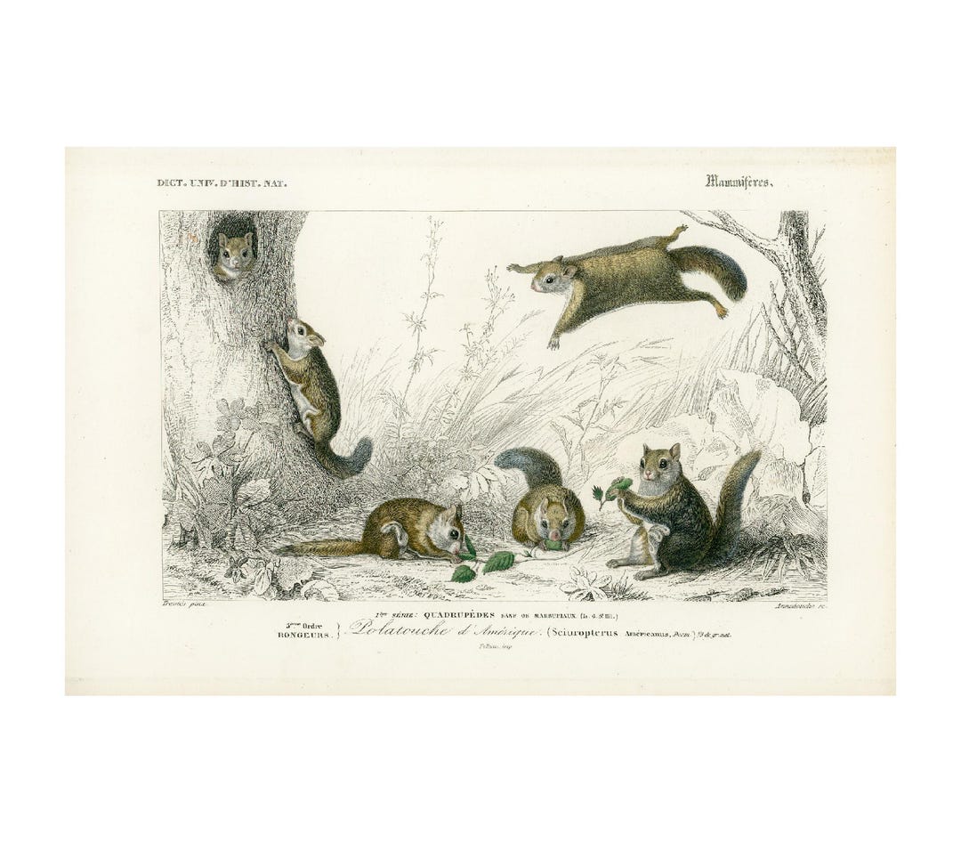 1861 Flying Squirrel Antique Engraving, Original Authentic Print ...