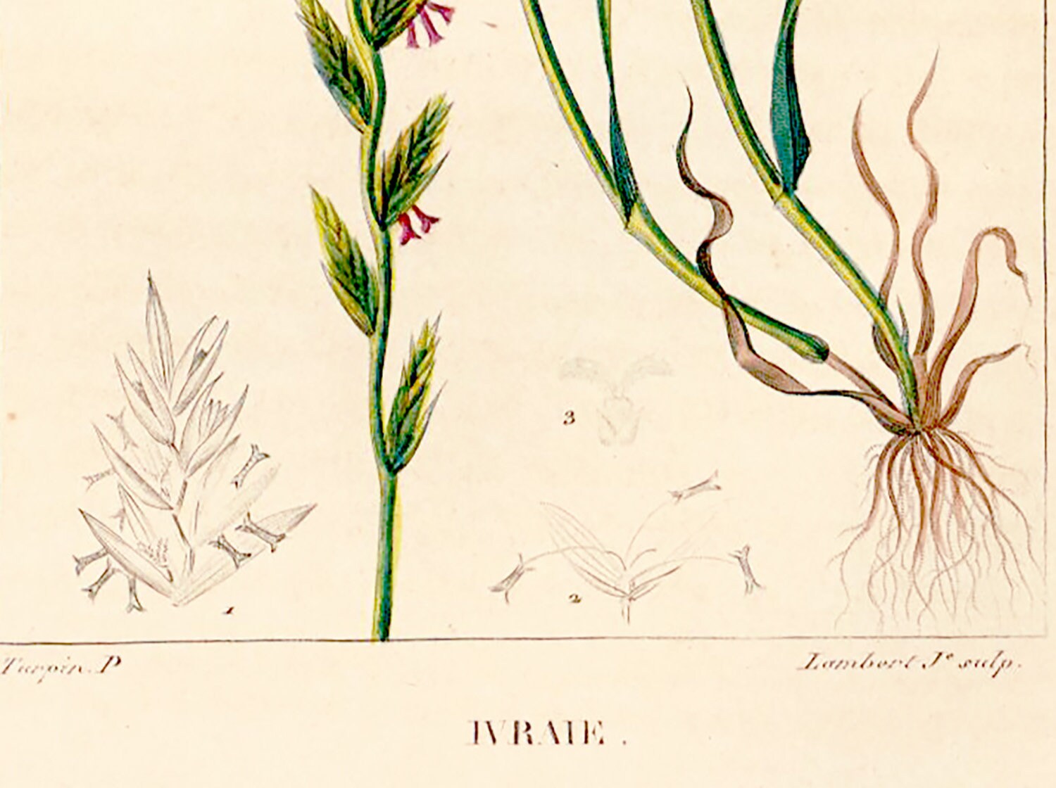 1831 Antique Poison Darnel Poisonous Medicinal Plant Print | Etsy