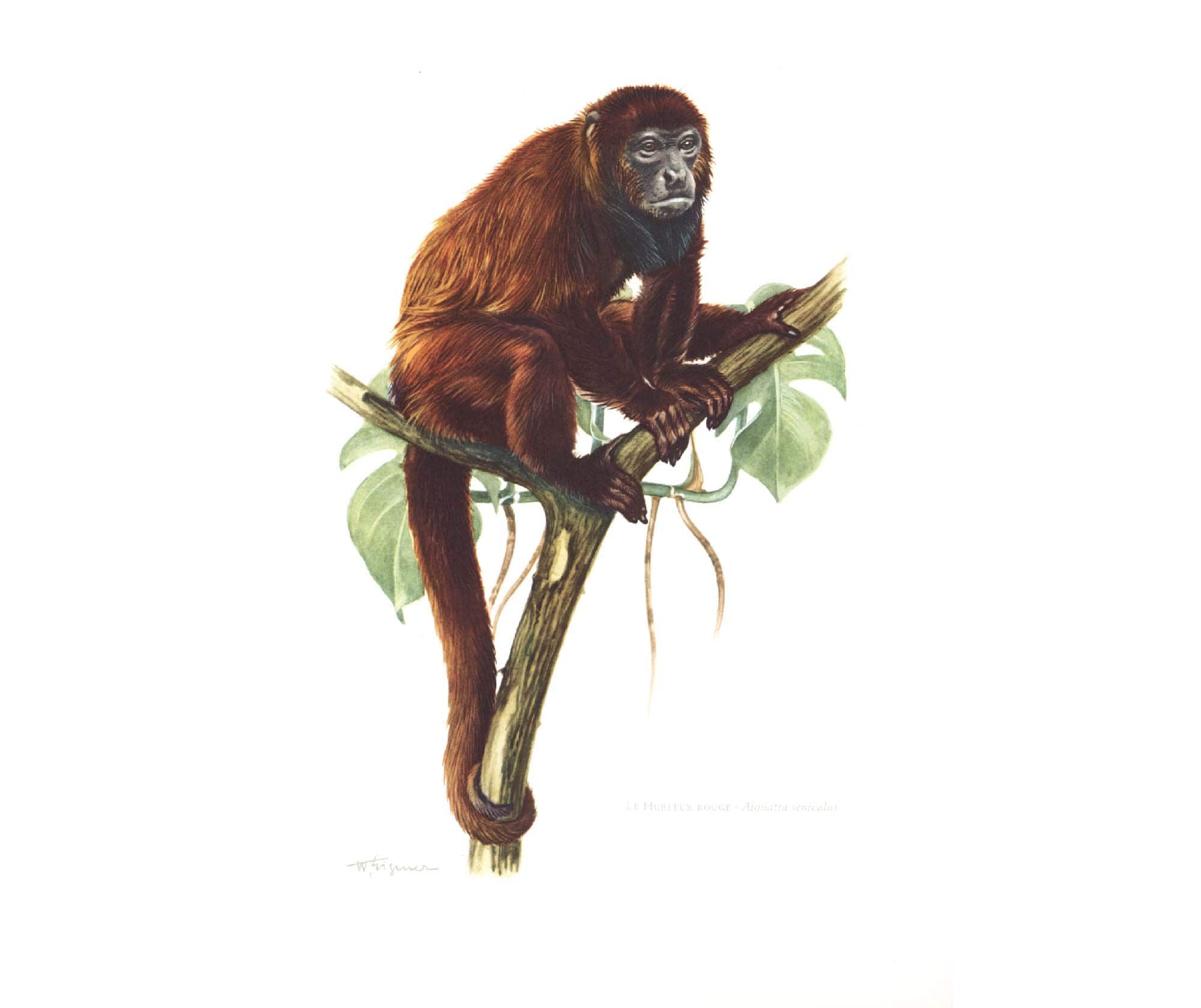 1974 Howler Monkey Vintage Illustration Primates Art Print - Etsy UK