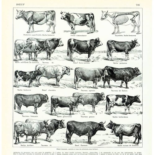 1897 Cattle Chart Print Bulls Cows Original Larousse Print - Etsy