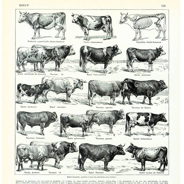 Breeds of Cattle Chart - Etsy