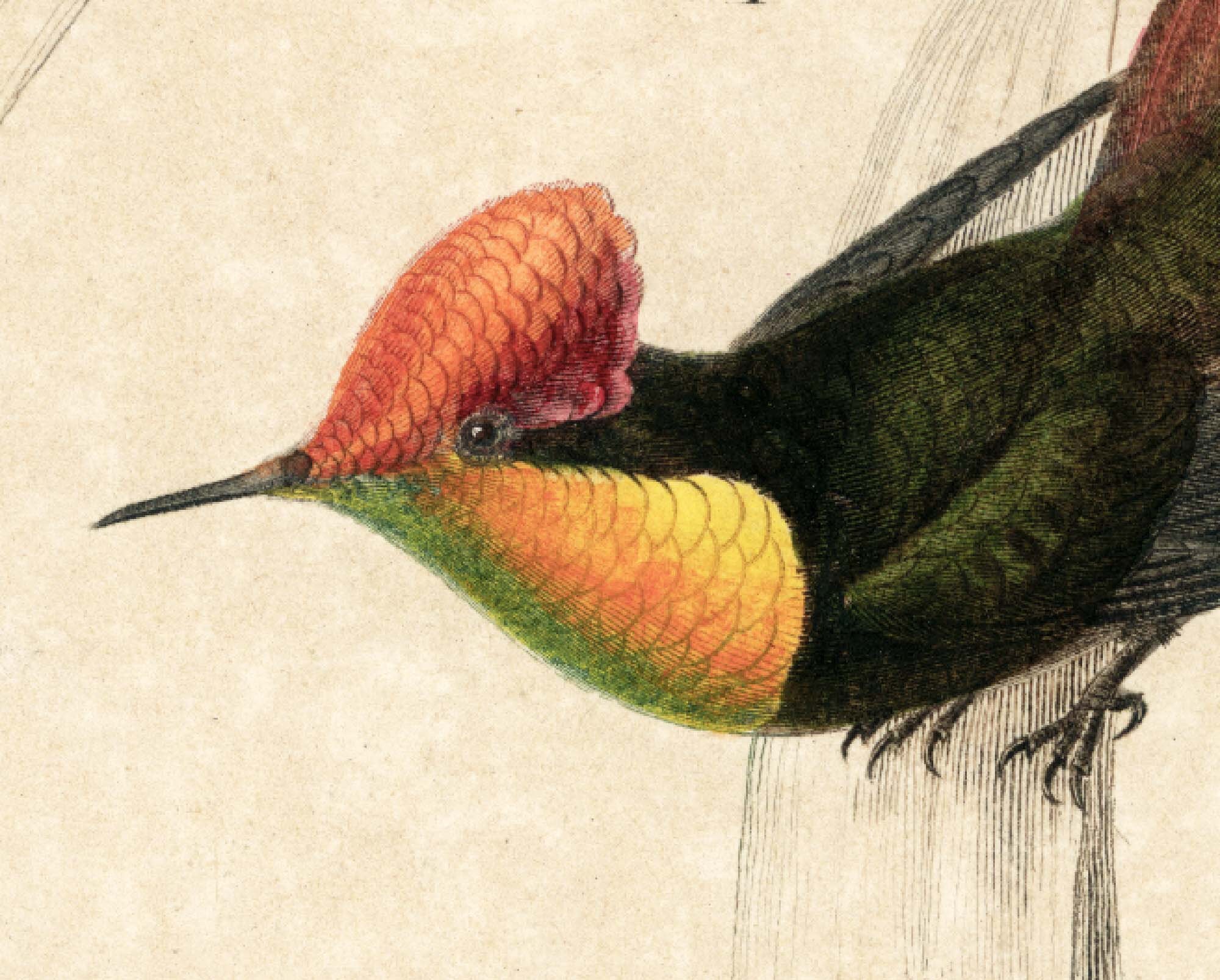 1861 Hummingbird and Nest Antique Engraving Hand Colored | Etsy