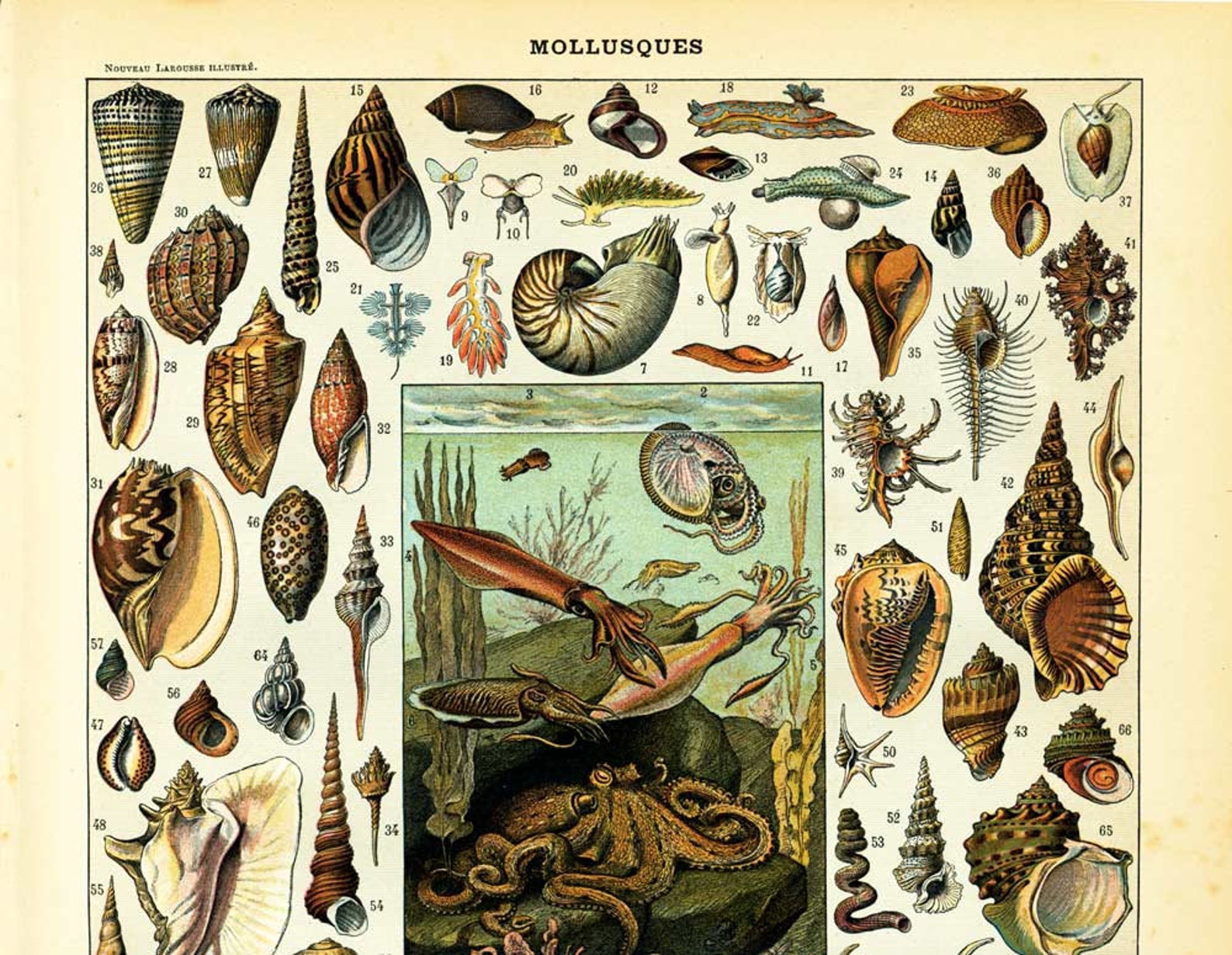 1897 Shellfish Large Size Antique Print Molluscs Larousse - Etsy