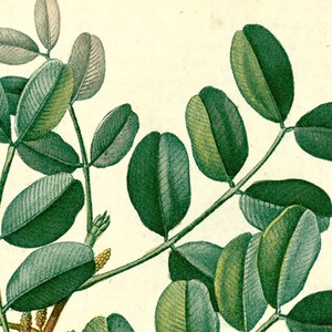 1814 Antique Carob Tree Print Medicinal Plant Botanical Botany Print ...