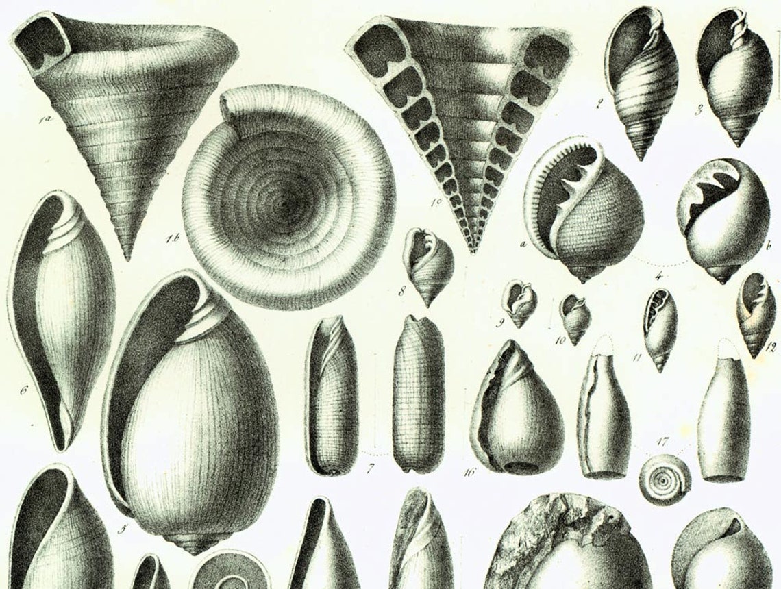 1853 Moon Snails Pyramid Shells Antique Fossil Mollusc XL - Etsy