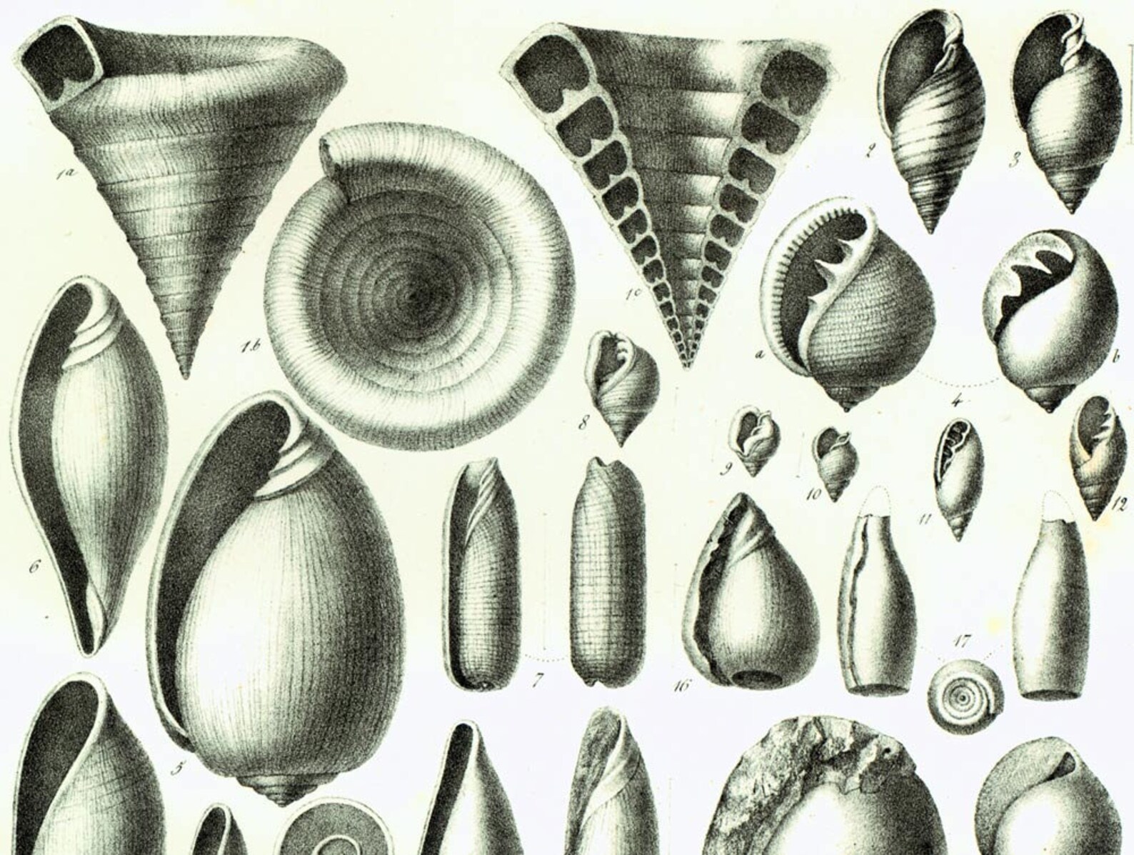 1853 Moon Snails Pyramid Shells Antique Fossil Mollusc XL - Etsy