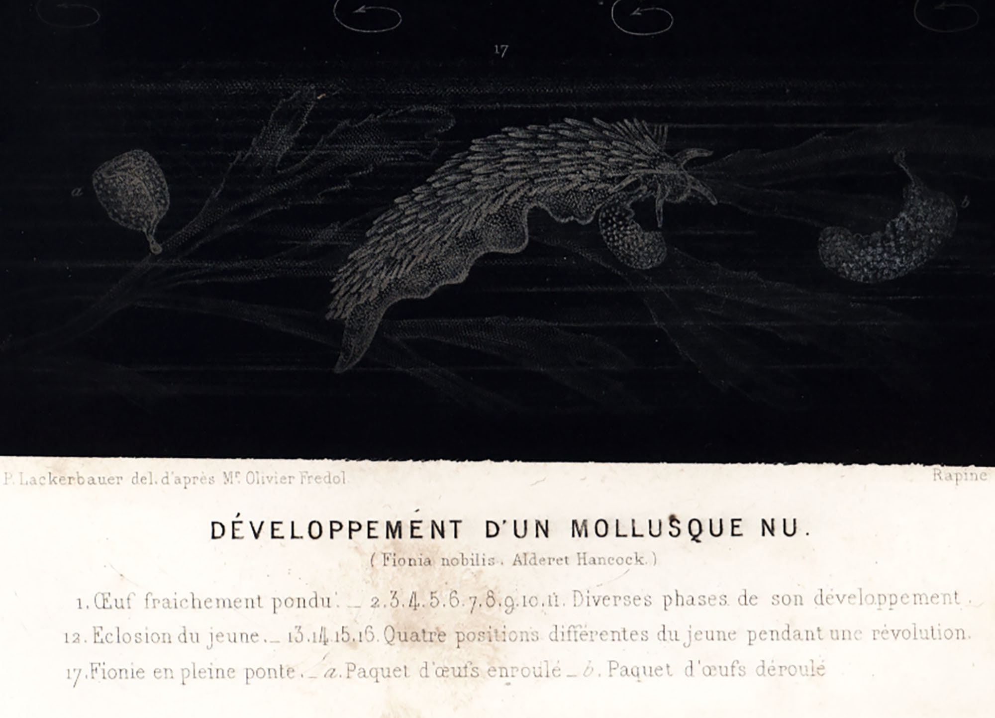 1881 Antique Molluscs Cycle Life Print French Encyclopedia Illustration ...