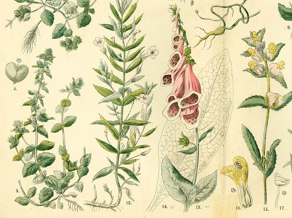 Digitalis Purpurea Drawing