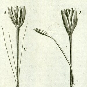 1797 Antique Saffron Crocus Colchicum Print Fruit Flower Botanical ...