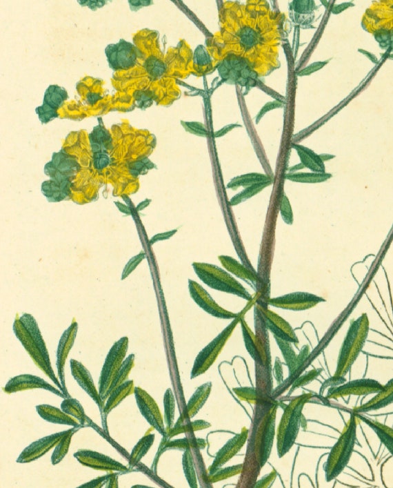 Usi Della Ruta Graveolens Ruta Sommità Erba Aromatica Per Usi
