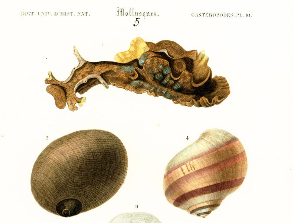 1861 Shells Bulla by Ch. Orbigny Original Antique Print | Etsy
