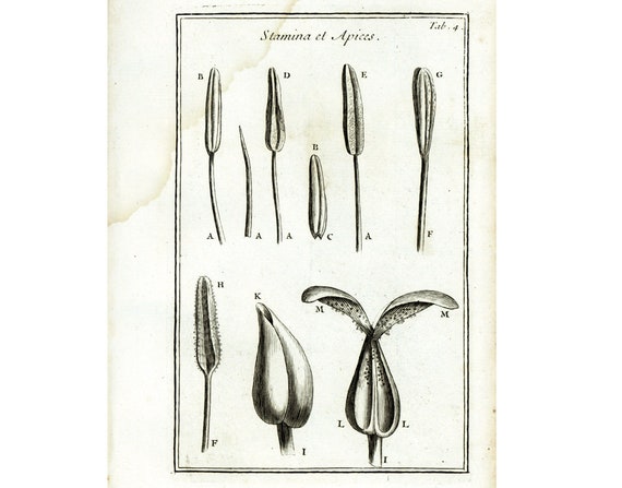1797 Anatomie d'une fleur Calice Stigmate Style Anthère | Etsy